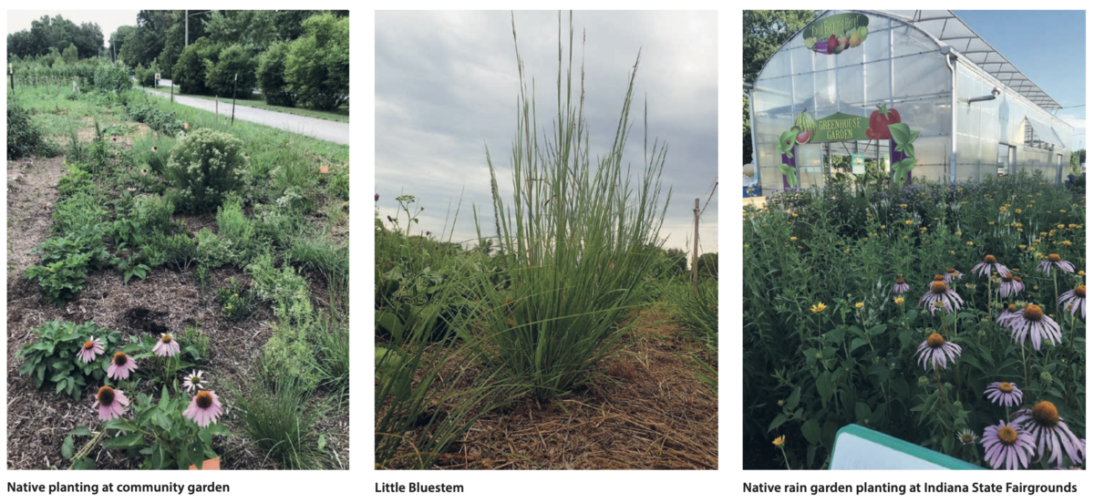 Native Plants - MCSWCD